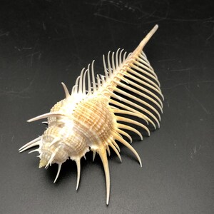 Small Venus Comb Murex Pecten Sea Shell Maritim Beach Cowrie #5028 Collector Shell Coral ...