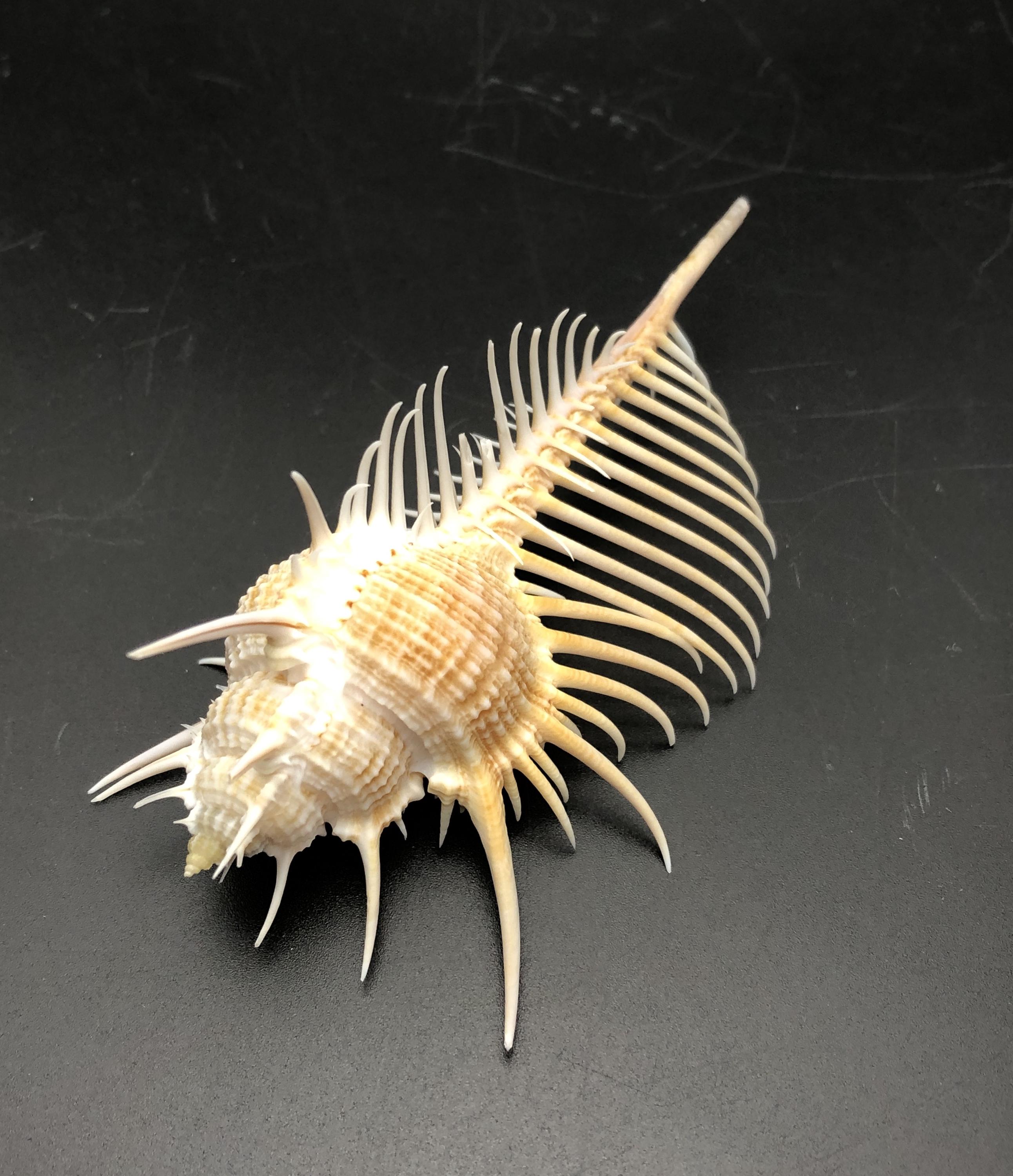 Small Venus Comb Murex Pecten Sea Shell Maritim Beach Cowrie #5028 ...