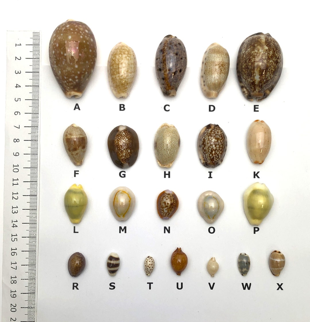 22 Various Cowries Shells for Collection Decoration Coral Cowrie ...
