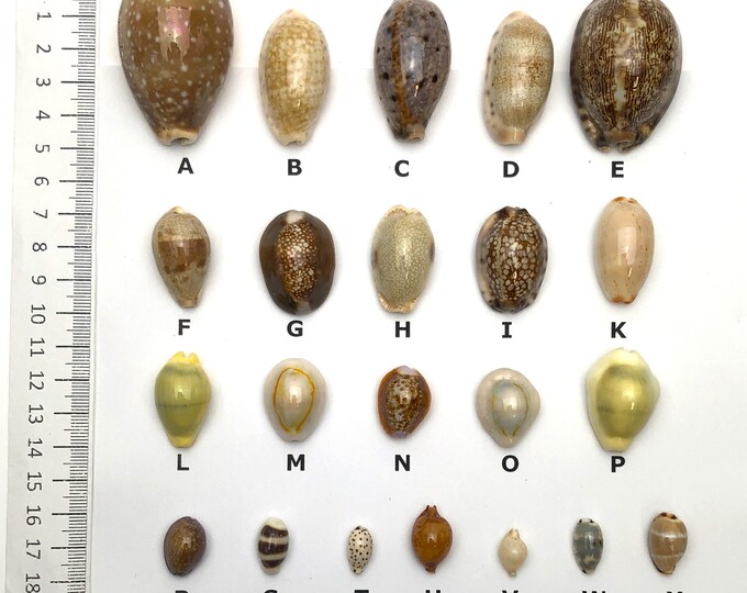 22 Various Cowries Shells for Collection Decoration Coral Cowrie ...