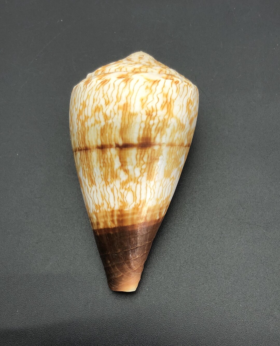 Beautiful Colored Soldier Cone #conus Miles# Collectors Shell Beach ...