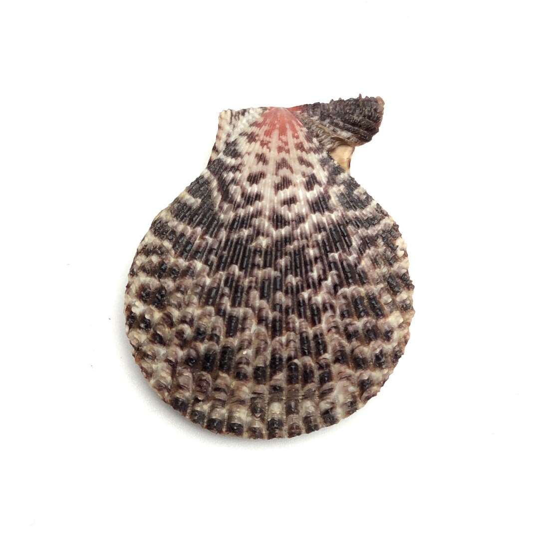 Black Scallop Shell -pecten Squamosa- Sea Shell Maritim Beach Cowrie ...
