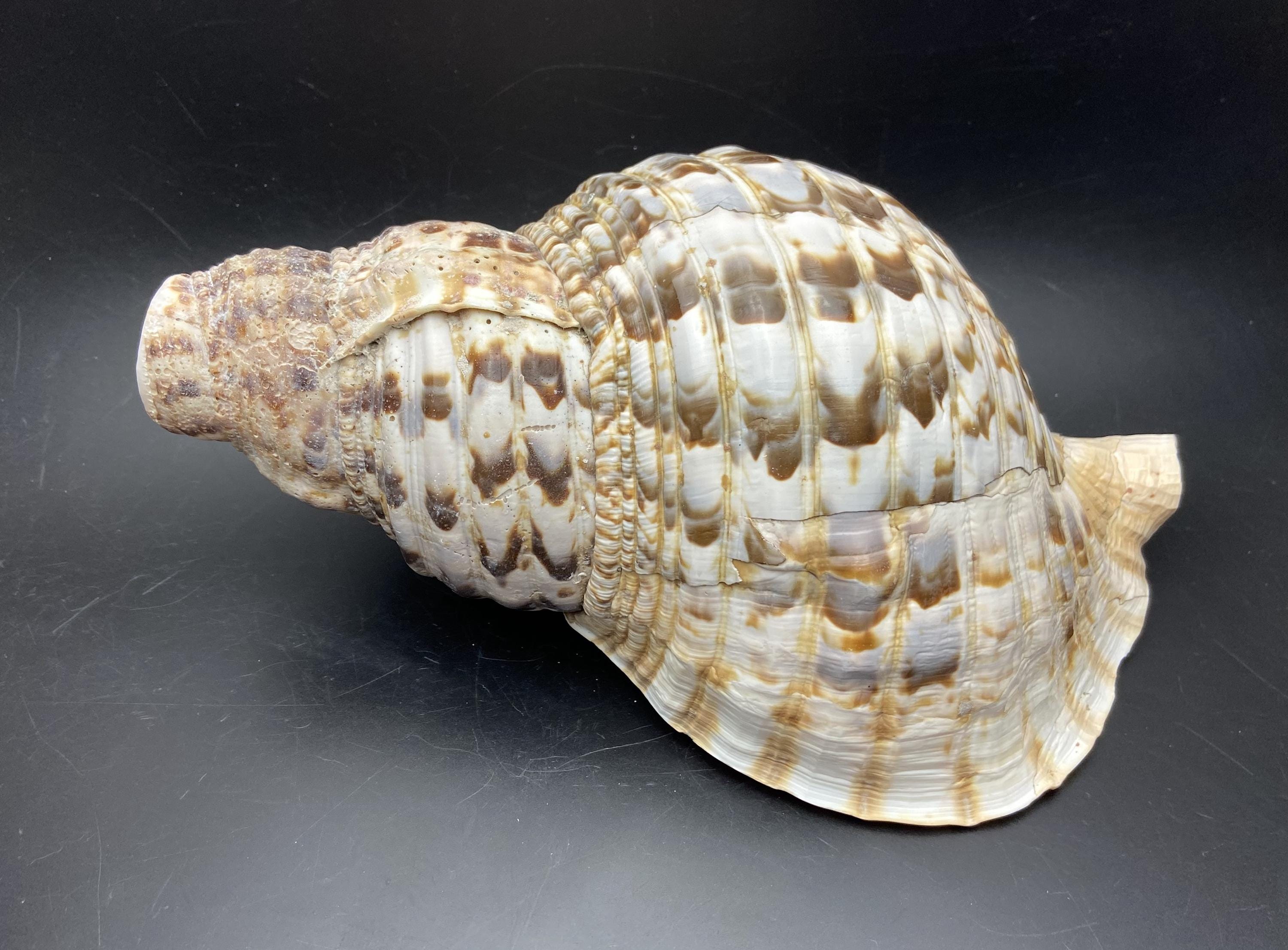 Triton Blowing Horn Conch 30cm Seashell Horn Shell Trumpet Maritim ...