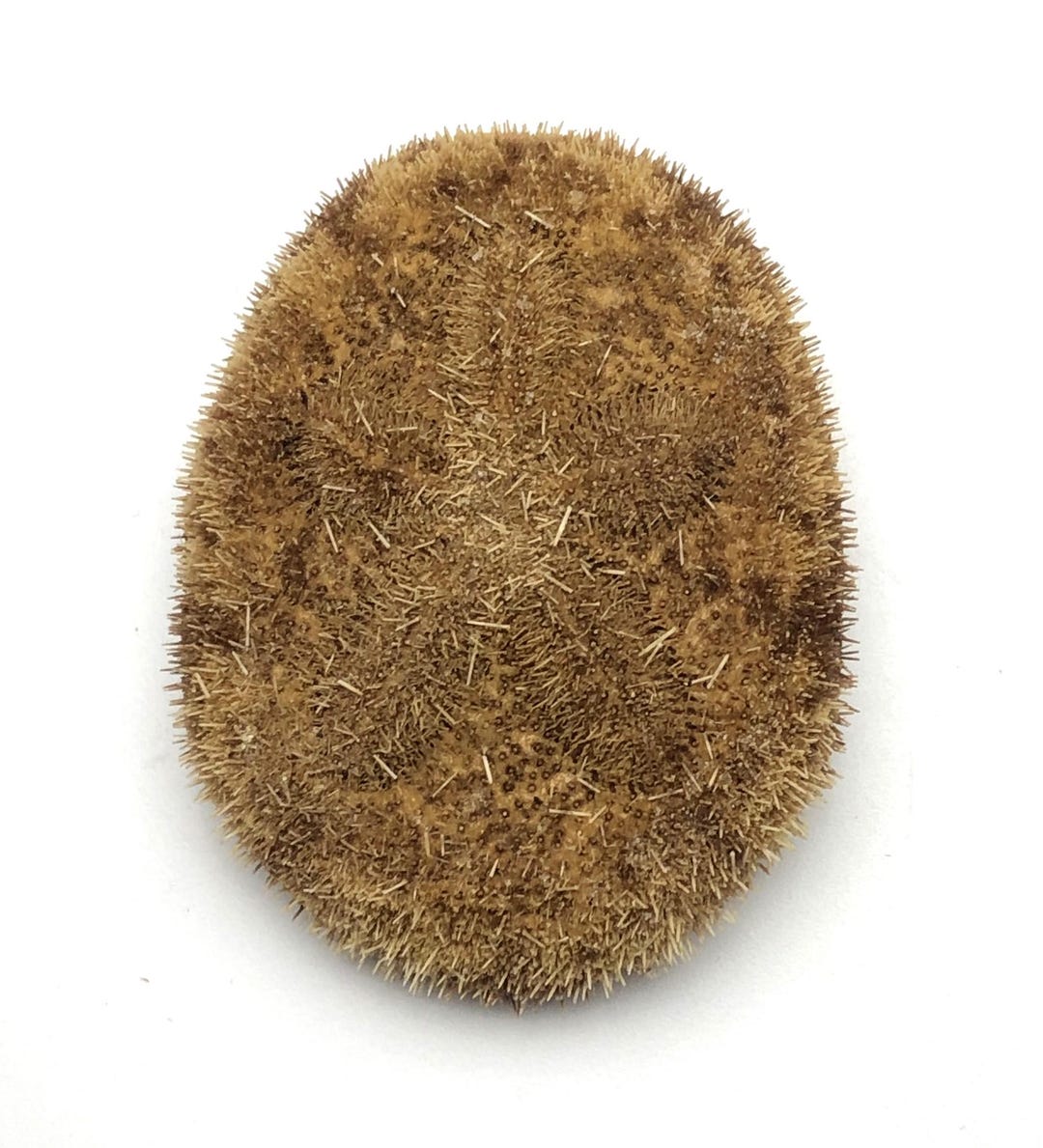 Uncommon Sea Urchin With Spines: Clypeaster Reticulatus Philippines 4 ...