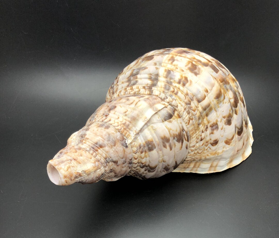 Triton Blowing Horn Conch 30cm Seashell Horn Shell Trumpet Maritim ...