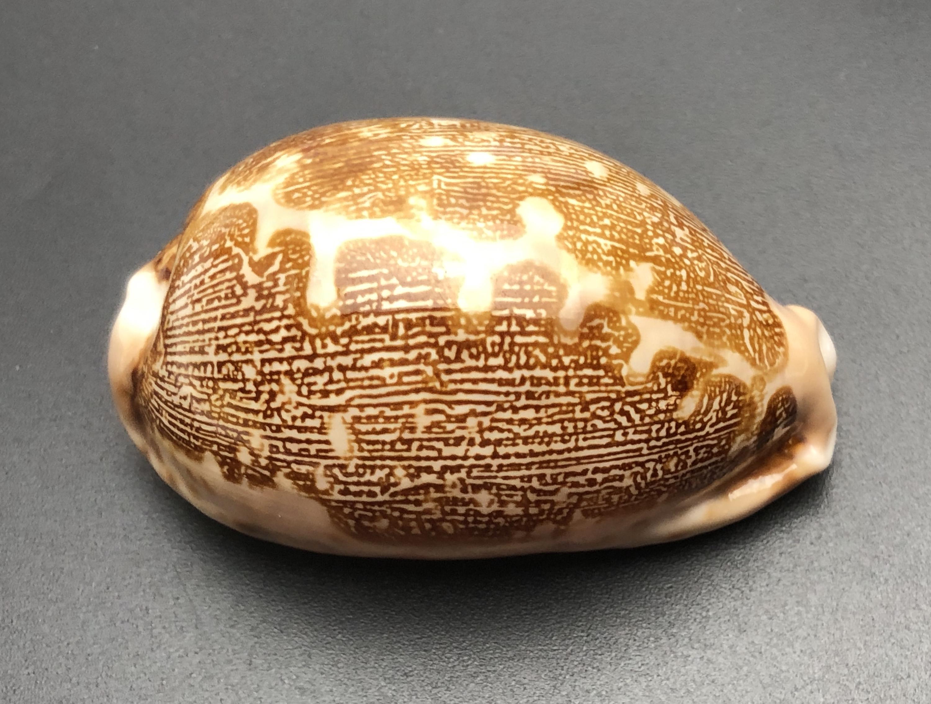Dwarf Map Cowry Indo-pacific Ocean Shell Beach Cypraea Mappa #1424 ...