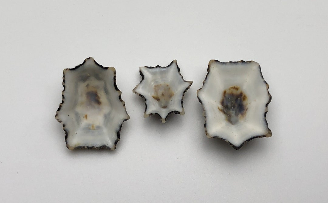 Black and White Limpet Shell From the Philippines #1105 Maritim Beach ...