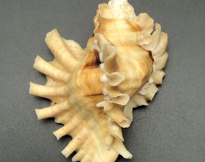 Murex Burnetti From Korea #1437 With Operculum Kauri Cowries Triton ...