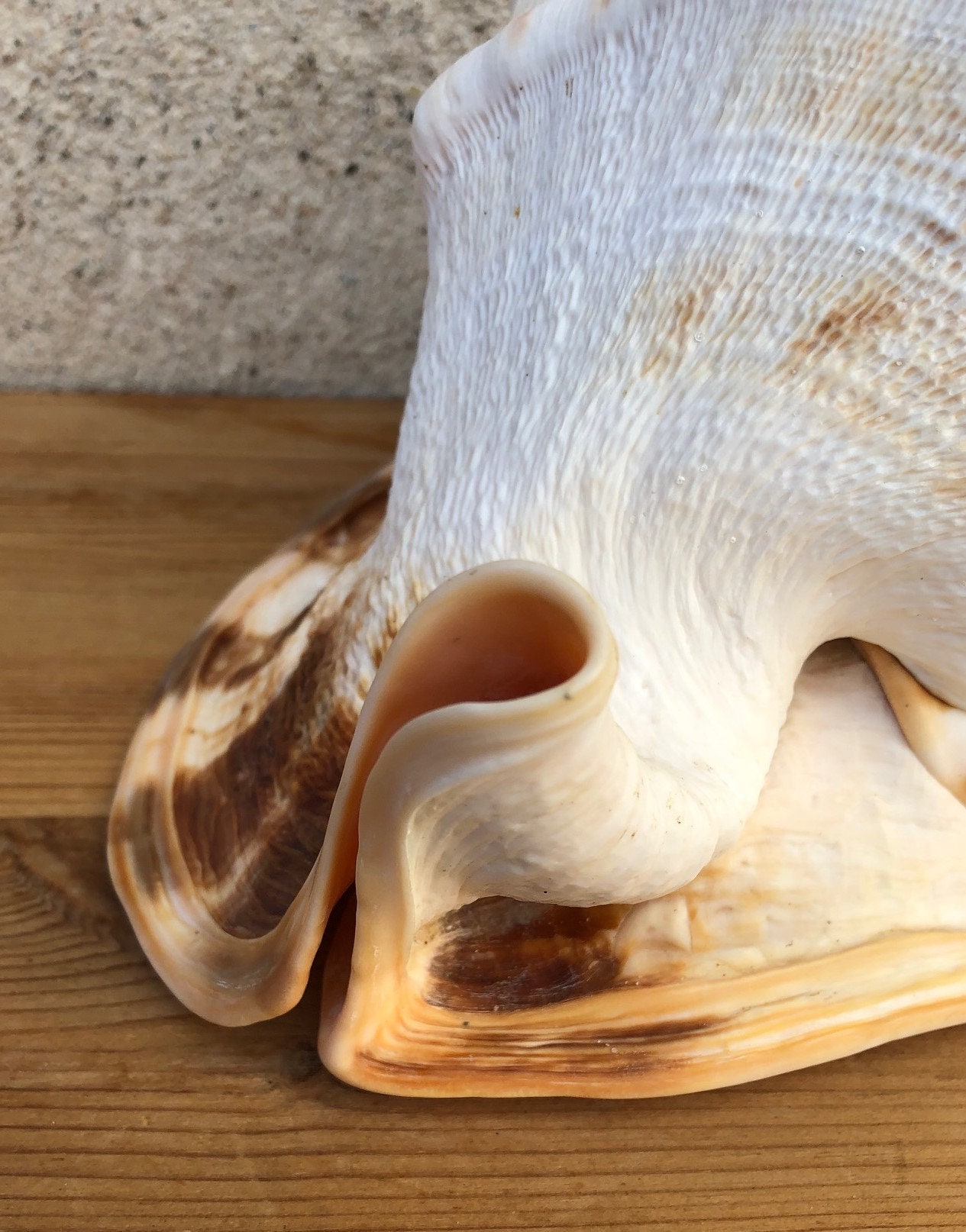 Giant Helmet Snail 28 Cm S001 Shell Sea Maritime Beach Triton - Etsy ...