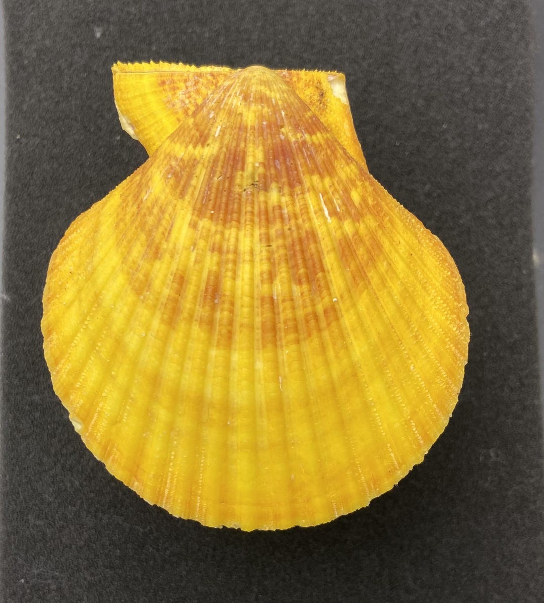 Rare Color Variant: Yellow Scallop 7 X 7 Cm Pecten Nobilis Sea Snail ...