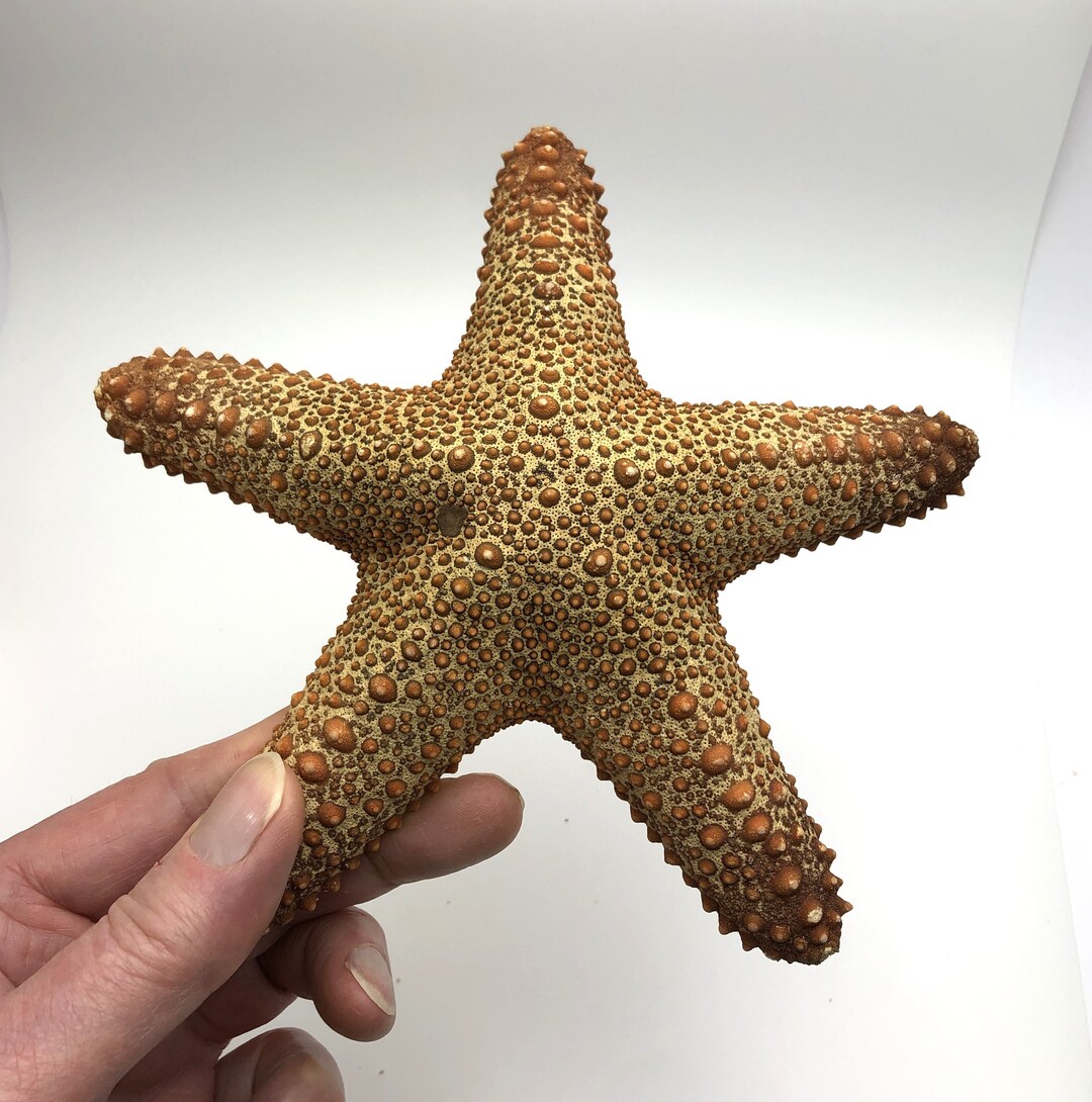 Unseen Quality in Preserved Jungle Starfish Red Color 19 Cm 7.5 Inches ...