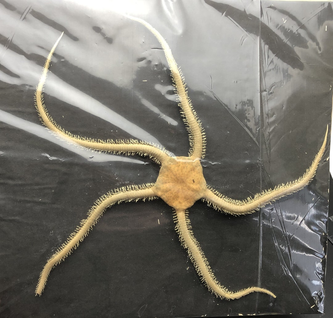 Giant Snake Starfish, Natural Color #ophiarachna Affinis# Deep Sea Starfish Philippine Starfish ...