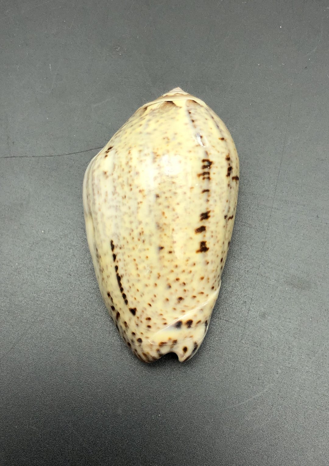 Rare Oliva Incrassata #1201 Sea Ocean Beach Collectors Shell Top ...