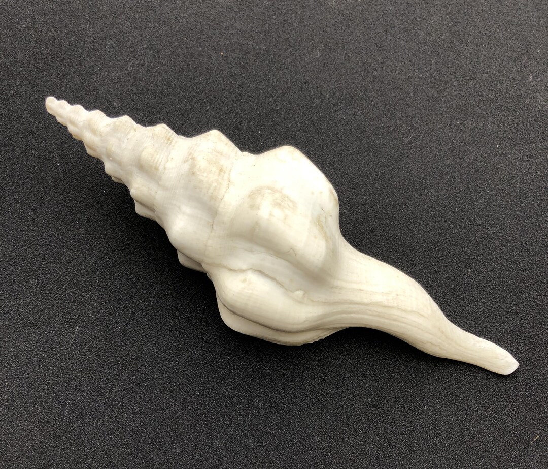 Wavy-edged Spindle Shell fusinus Undatus Sea Shell Maritim Beach Cowrie ...