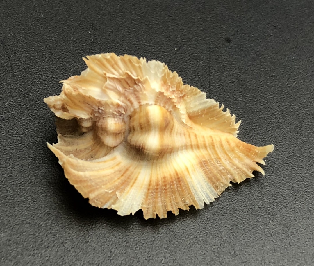 Murex Chicoreus Miyokoae Tiny Sized Shell #1150 Collectors Shell Beach ...