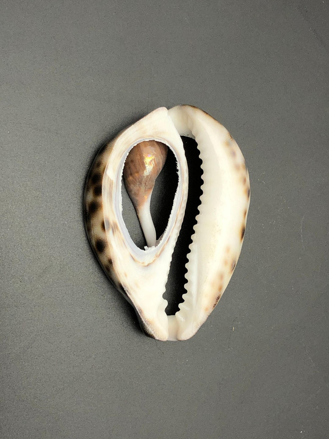 20 Pieces Bottom Cut Tiger Cowries for Your Craft Shell Projects Bulk ...