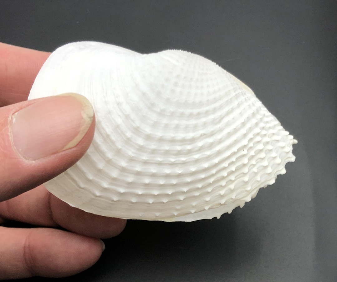 Wide Wings Angel Shell Barnea Dilatata - Etsy