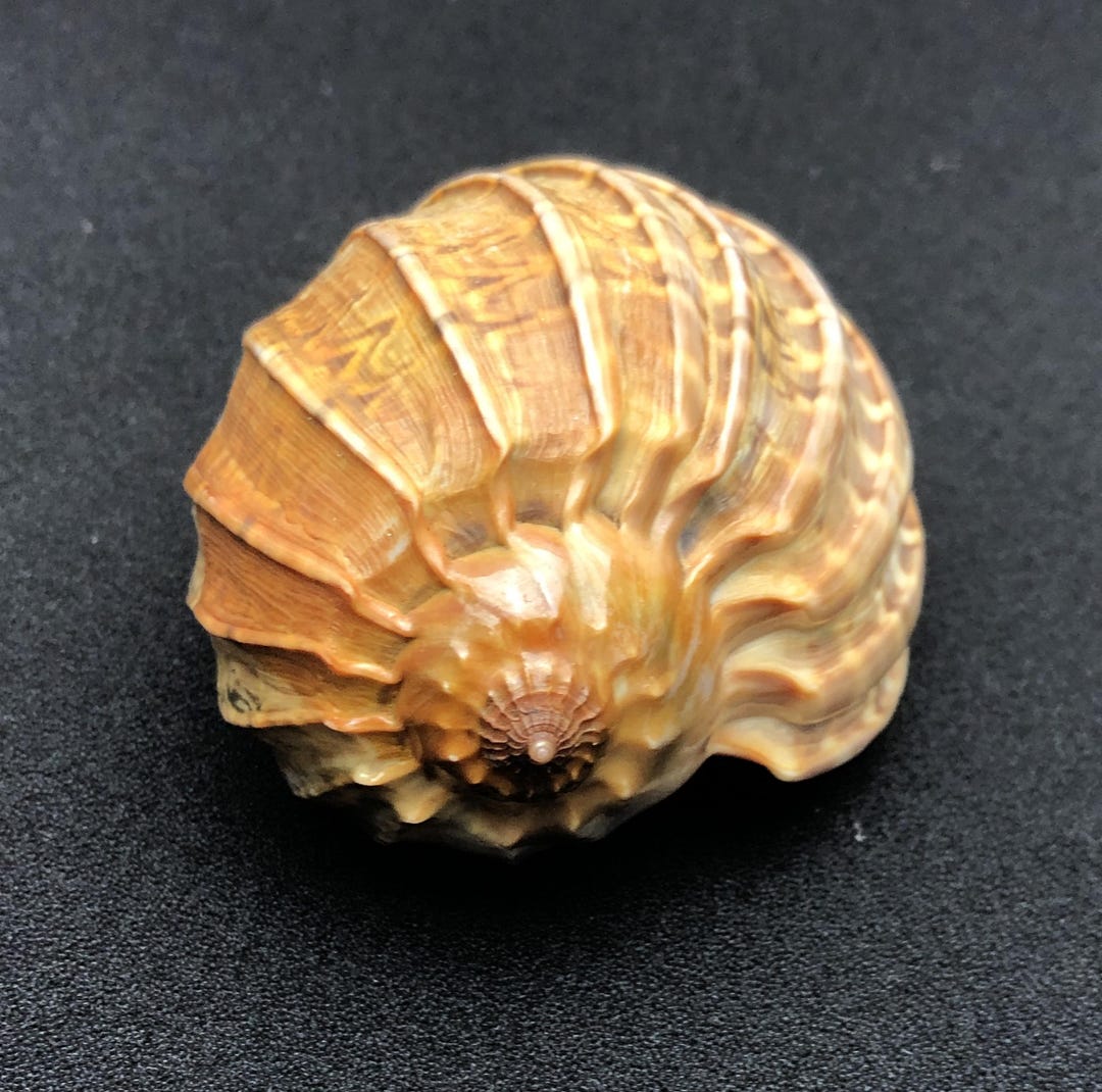 Hybrid Harp Shell #harpa Cabriti X Davidis# From Madagascar Maritim ...