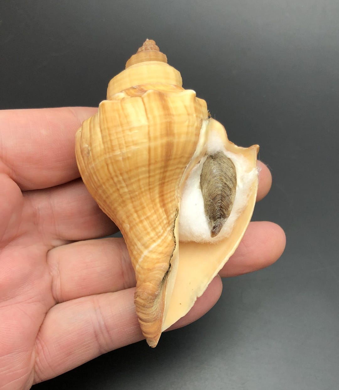 Crown Conch With Operculum 1250 Sea Shell volegalea Cochlidium Cowries ...