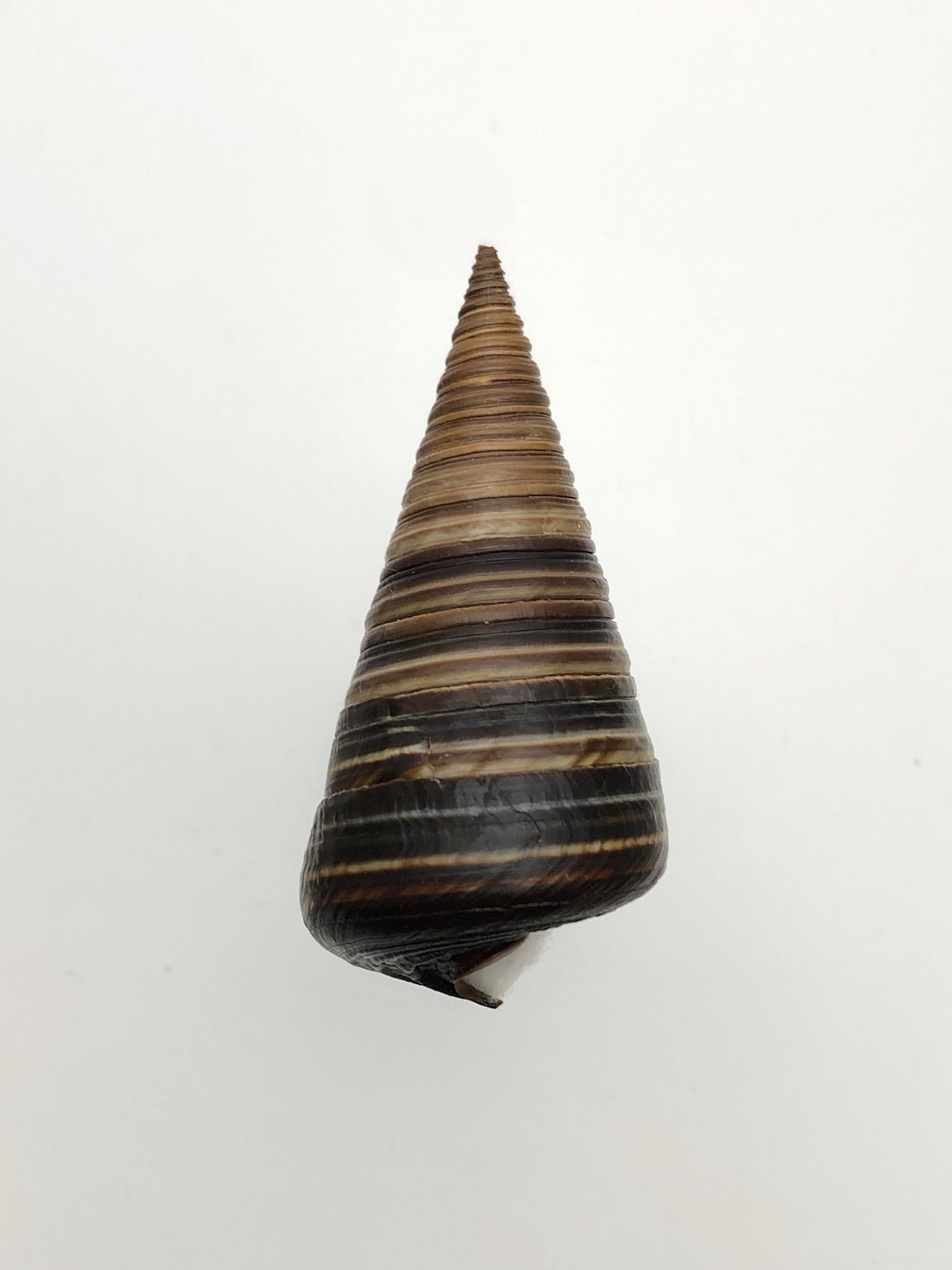 Telescope Snail Horn Shells Telescopium Telescopium #1159 Operculum ...