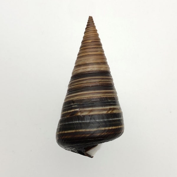 Operculum Shell - Etsy UK