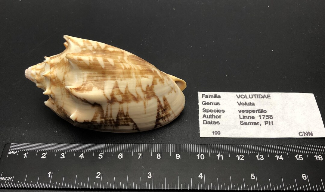 Bat Volute -voluta Vespertilio- Sea Shell Maritim Beach Cowrie #5065 ...
