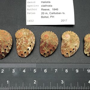 5 Mini Abalone Shells #haliotis Clathrata# Iridescent Shell Opal of the ...