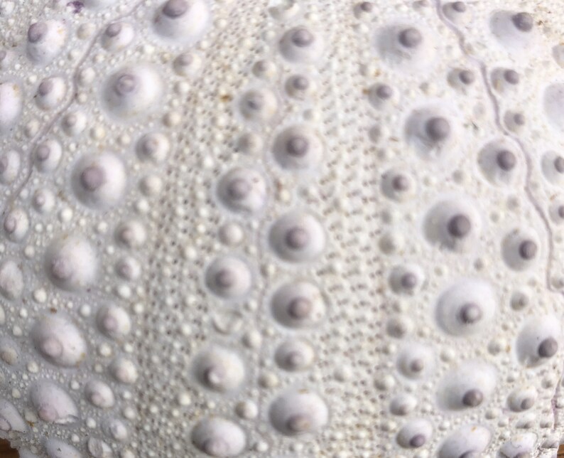 Rare Sea Urchin #stomopneustes Variolaris# Collectors Quality Beach ...