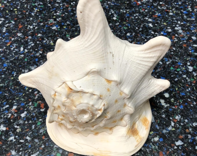 Natural Queen Conch Pink Sea Shell Larger 8 X 7 Nice Colours No ...