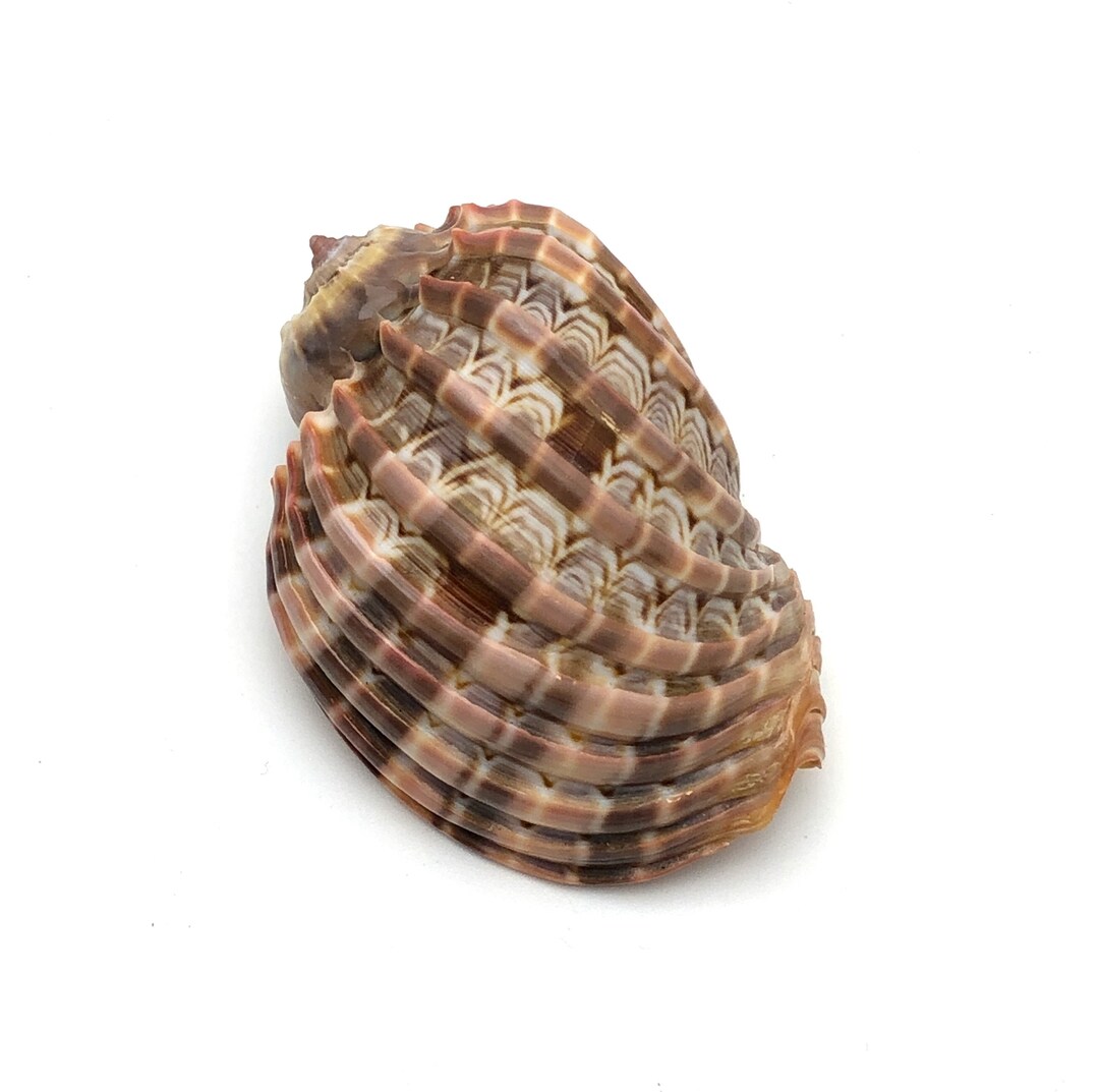 Fantastic Colorful Harp Shell Madagascar #1125 Maritim Beach Triton ...