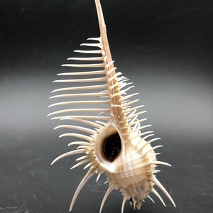 Small Venus Comb Murex Pecten Sea Shell Maritim Beach Cowrie #5028 ...