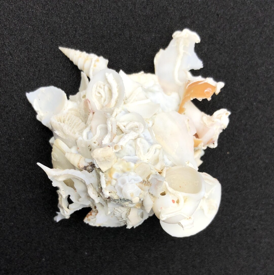 Xenophora Cerea Philippines Shell Maritim Beach Cowrie #5082 for Shell ...