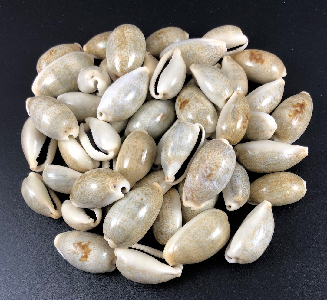 48 Kauri Game Pieces for Mancala, Craft Material Kauri Shell, Cypraea ...