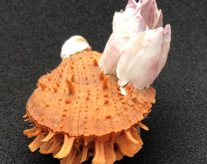 Spondylus Shell With Chimney, Curiosity, Rare, Beach Wedding Maritime ...