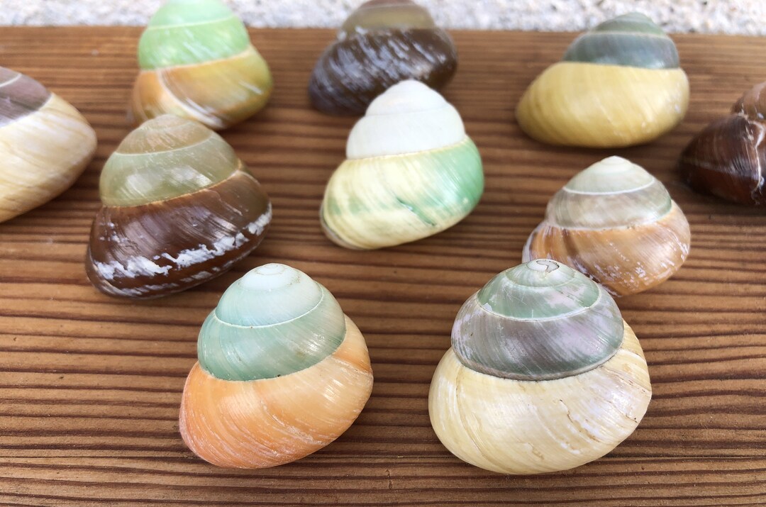 10 Shells Craft Material Land Snails, Approx. 3 Cm, DIY, Maritime ...