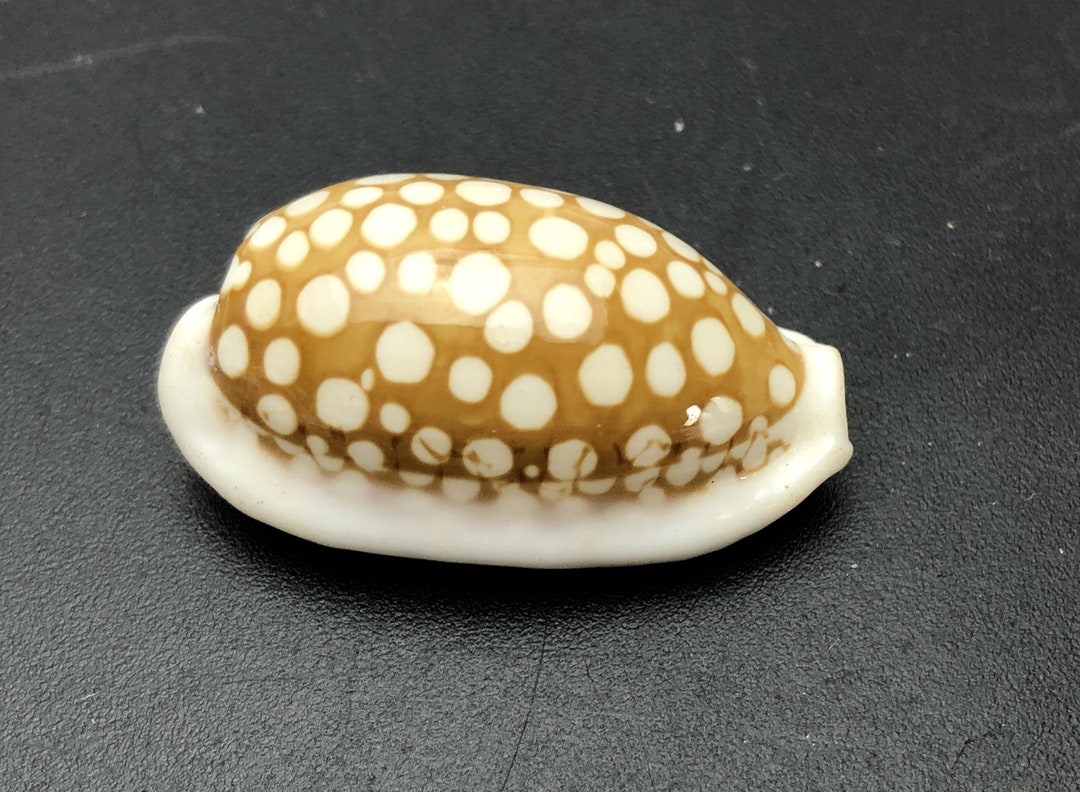 Famous Sieve Cowry From the Philippines 29 Mm #cypraea Cribraria# Real ...