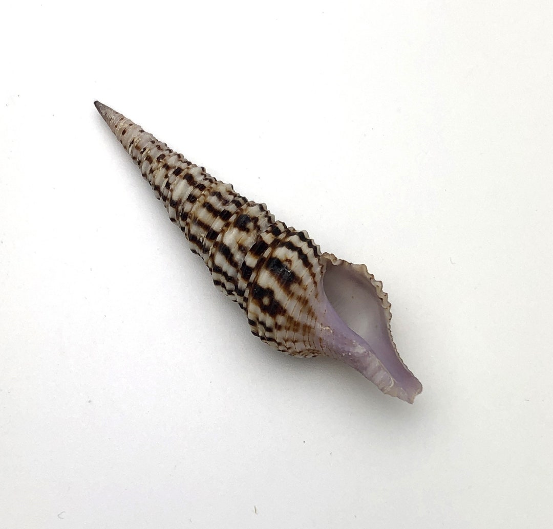 Turris Nadaensis 60 Mm Philippines Beach Cowrie Sea Shell #1093 - Etsy