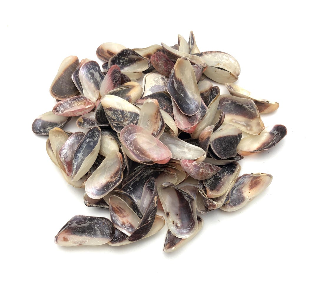 Lot of Mussel Shells Craftshells Bulk Shells DIY Sailors Valentine ...