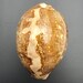 Cute Pink and Flesh Colored Map Cowry 1105 Unusual Pattern Indo-pacific ...