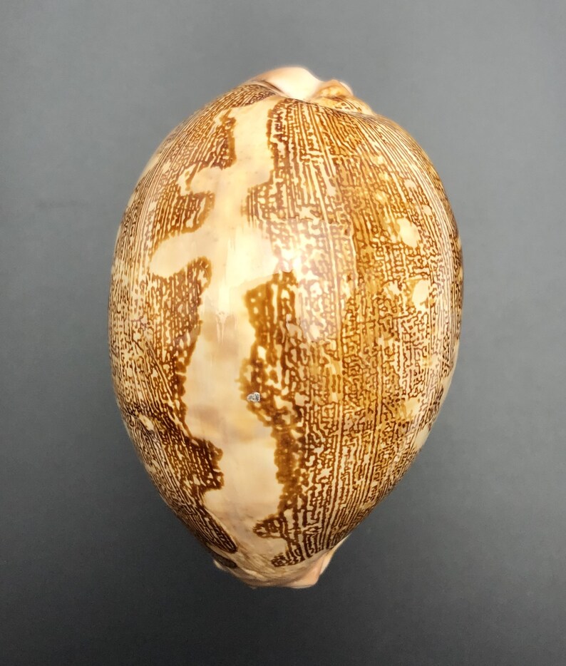 Cute Pink and Flesh Colored Map Cowry 1105 Unusual Pattern Indo-pacific ...