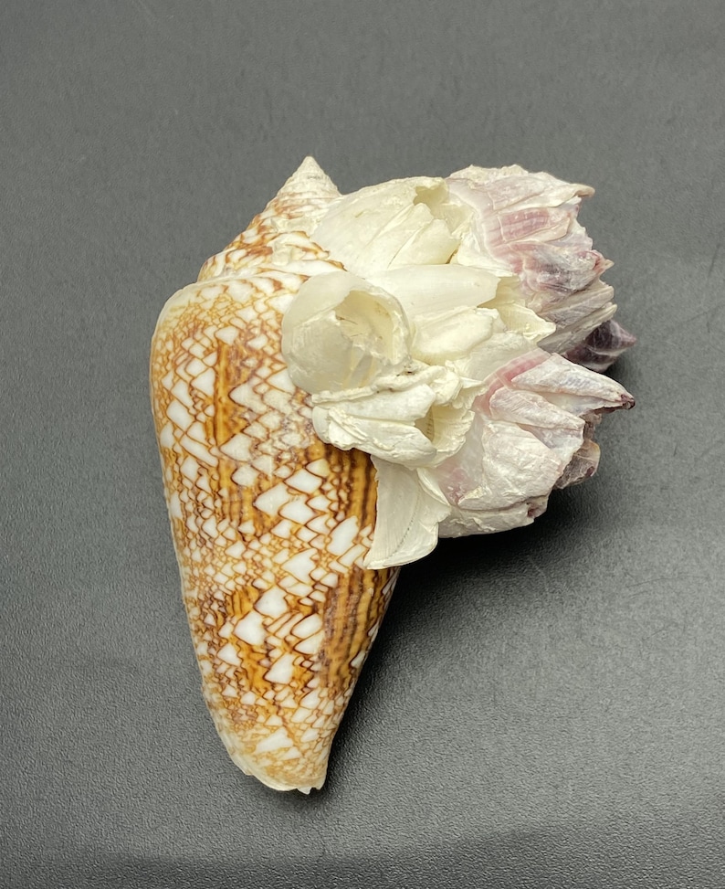 Rare Philippine Cone Shell With Barnacle #conus Telatus# Collectors Shell Maritime #1513 - Etsy