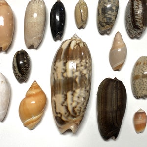 20 Different Species of Olive Shells for Collection With Identification ...