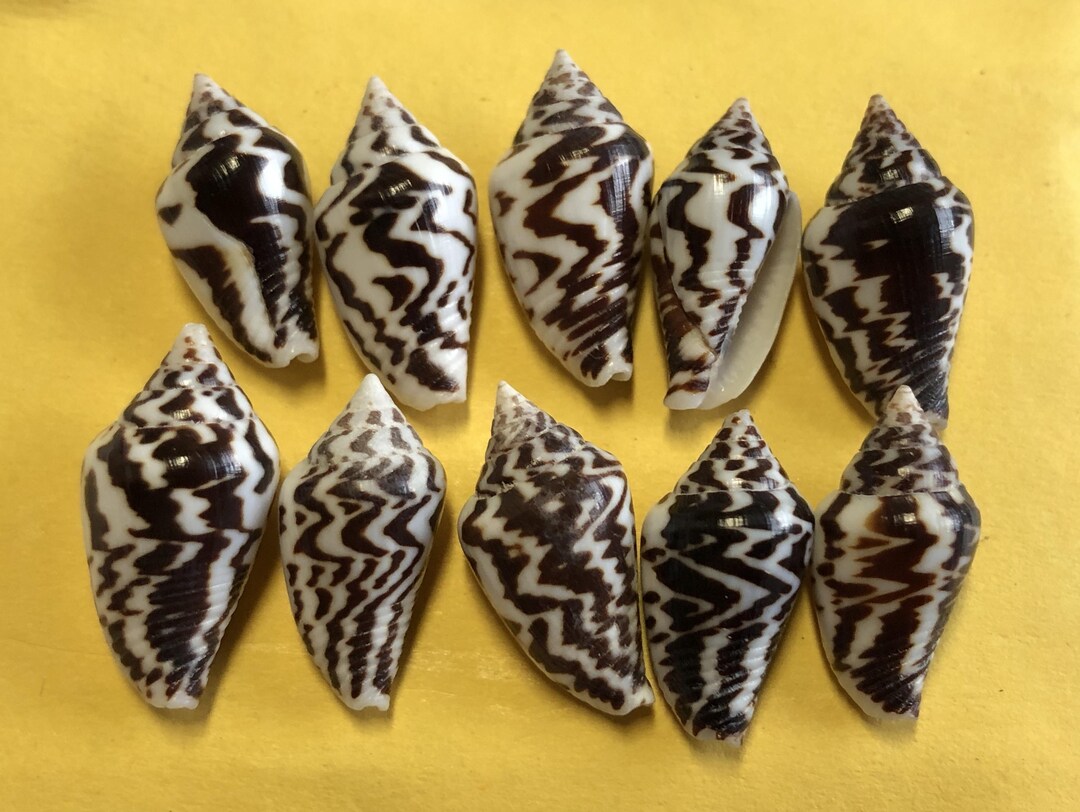 Set of 10 Black and White Dove Shells -pyrene Epamella- Sea Shell ...