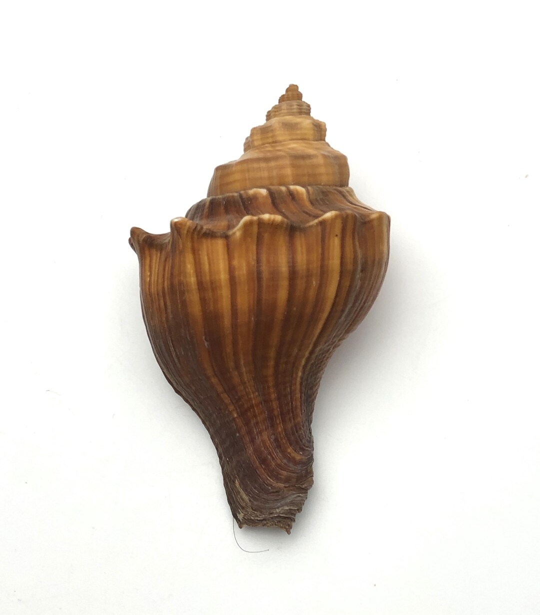 Crown Conch With Operculum #1308 Sea Shell #volegalea Cochlidium Fulva ...