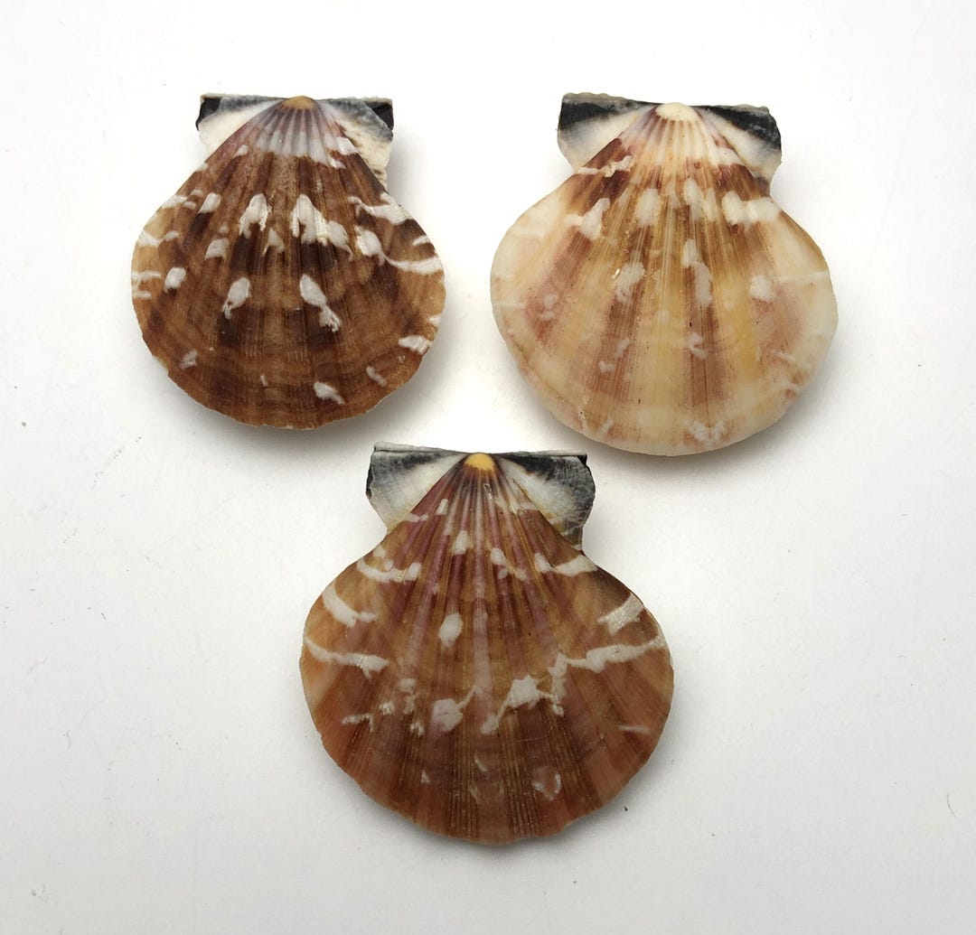 A Set of 3 Scallop Shell #pecten Vexillum# Beautiful Pattern Sea Shell ...