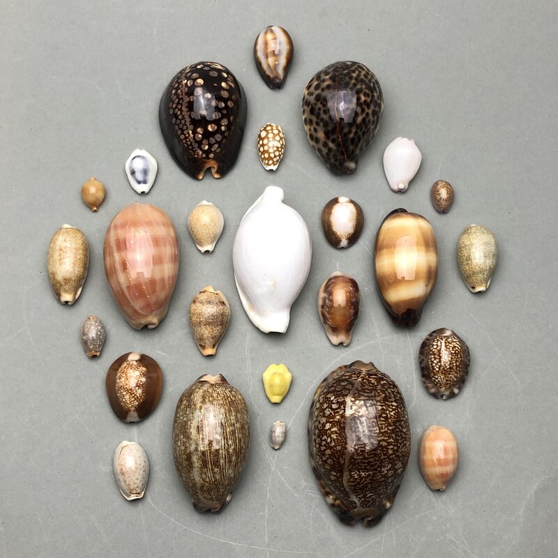 Cowrie Shells - Etsy