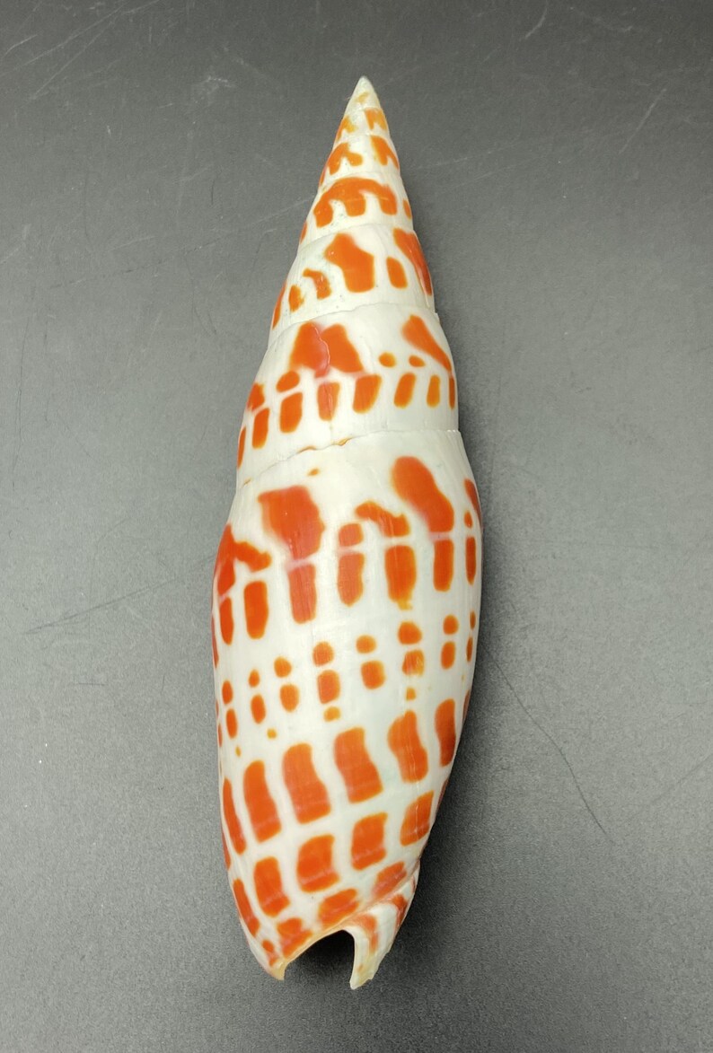 Giant Miter Shell 4.8 Inches = 12 Cm #mitra Mitra* With Provenance ...