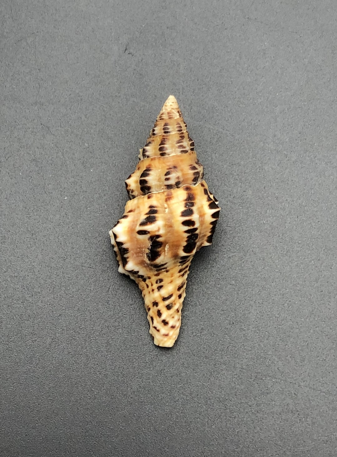 Rare Spindle Shell From Madagascar Latirus Vischii #1160 Exotic Shell ...