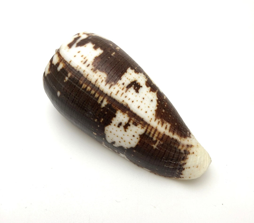 Magus Cone From the Philippines Maritim Beach Triton Shell 108 ...