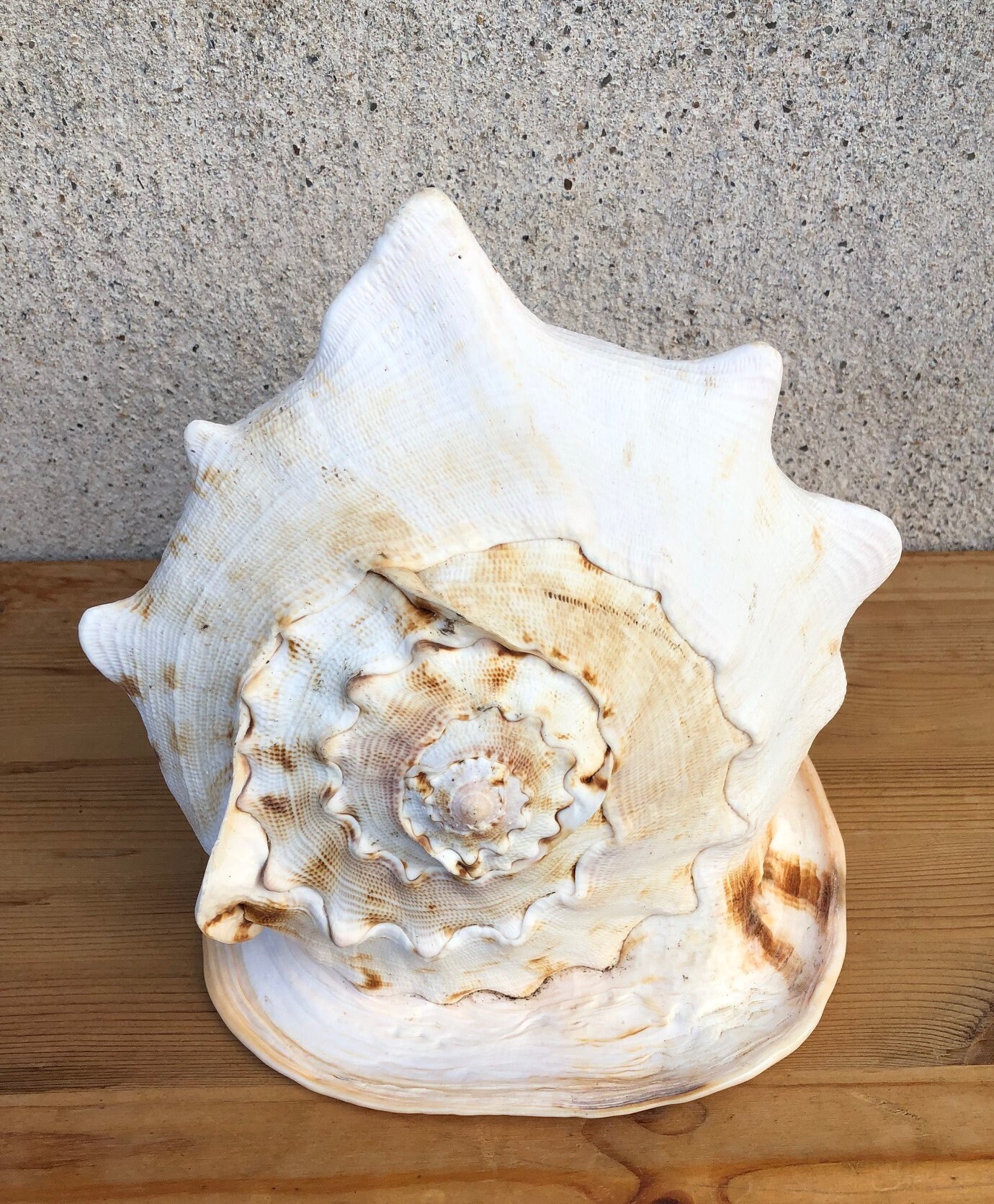 Giant Helmet Snail 28 Cm S001 Shell Sea Maritime Beach Triton - Etsy ...